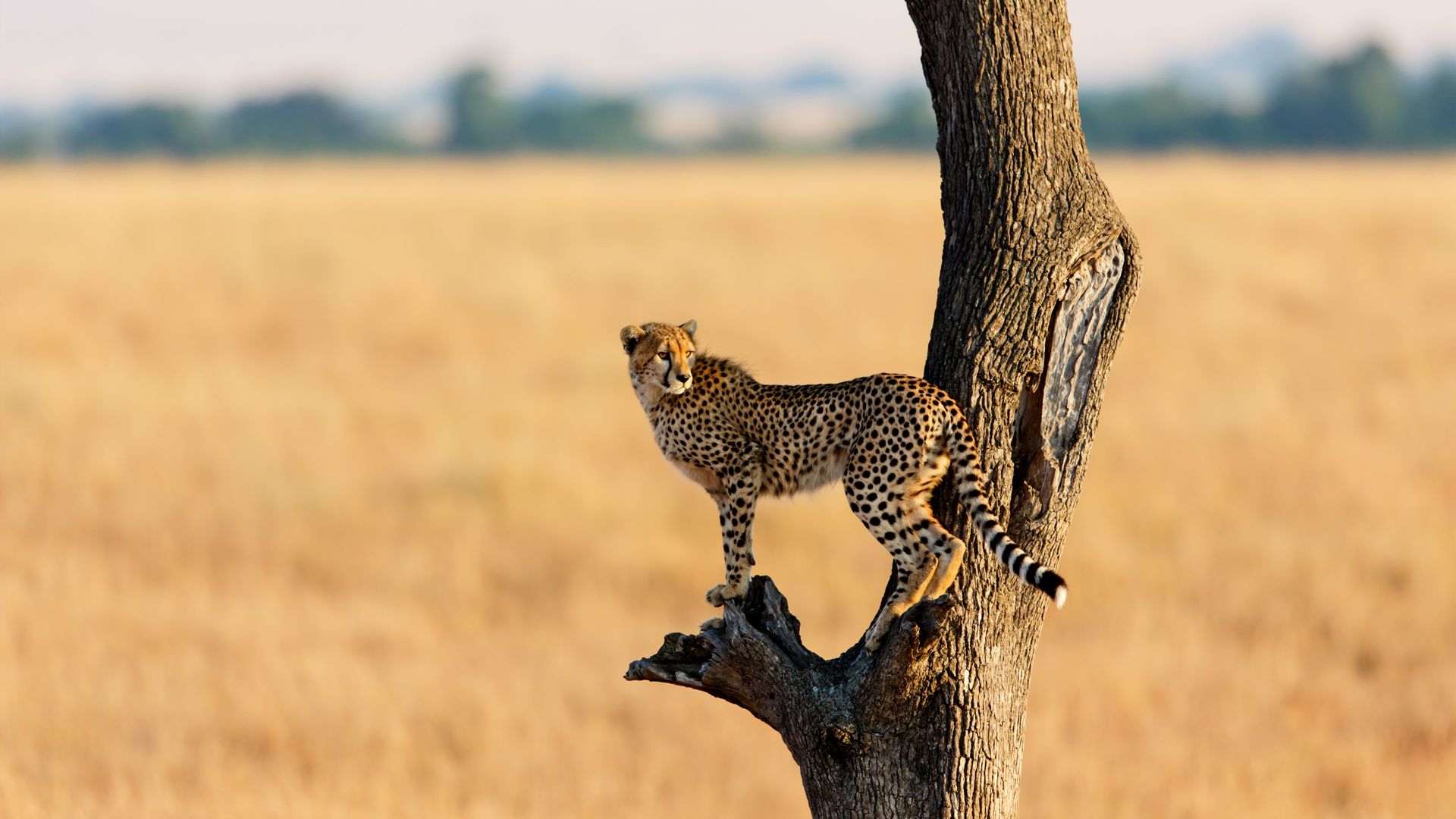Afrika safari | Jambo Safari Club | Dé maatwerk reisspecialist sinds 1979